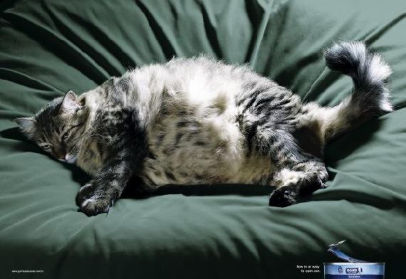 Conteng2Kreatif: Gunakan Kucing untuk Iklan Memang Mencuit Hati