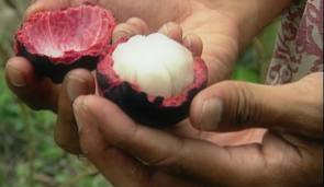 Eye on Costa Rica: Mangosteen, the Super Fruit in Costa Rica! It's not ...