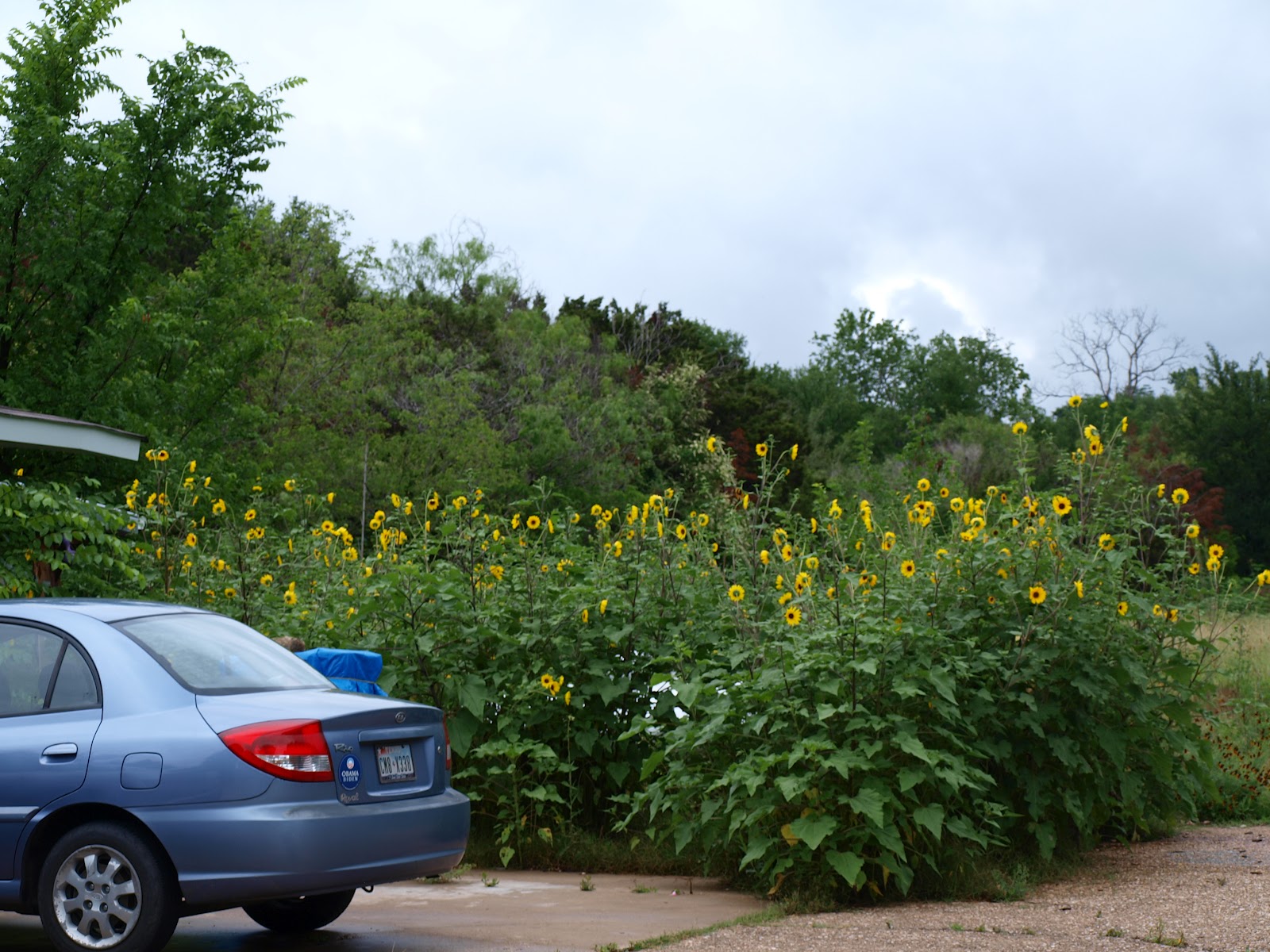 A Life Inspired by Nature: Sunflower Forest