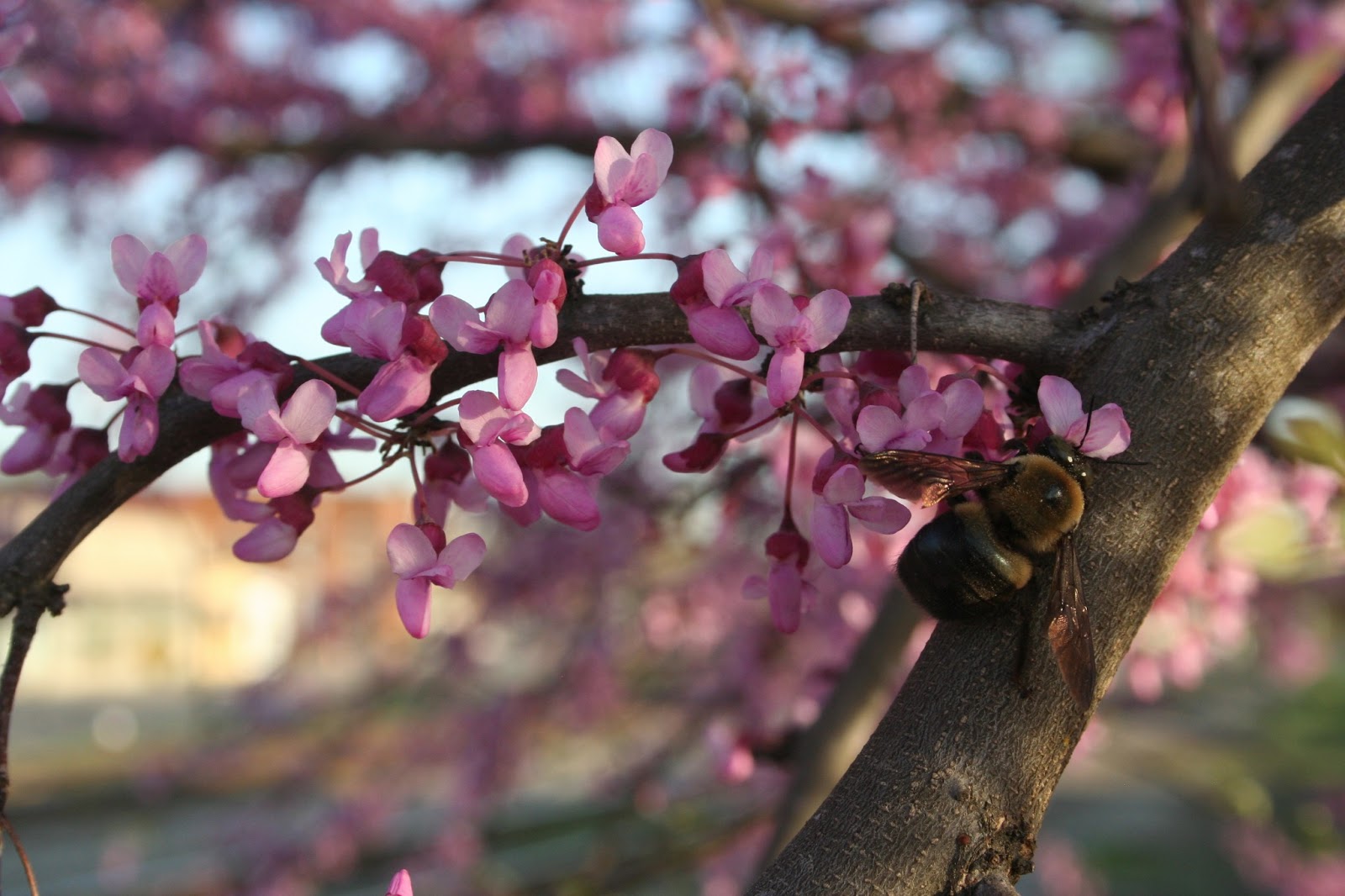 Hoot Owl Karma: Welcome Back, Spring! Eastern Redbud and Carpenter Bees