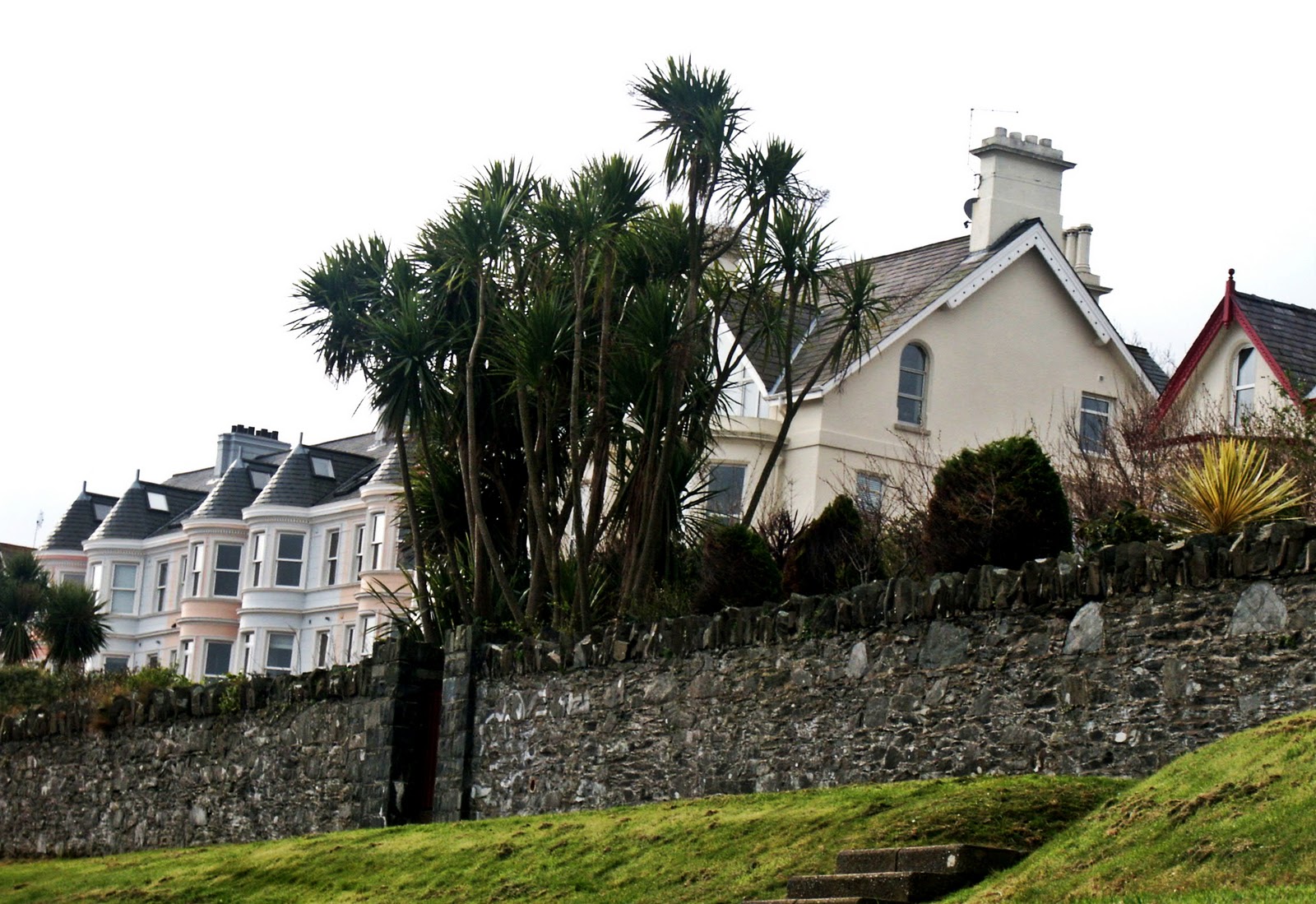 carmen bauer: Bäume Irlands – Palmen