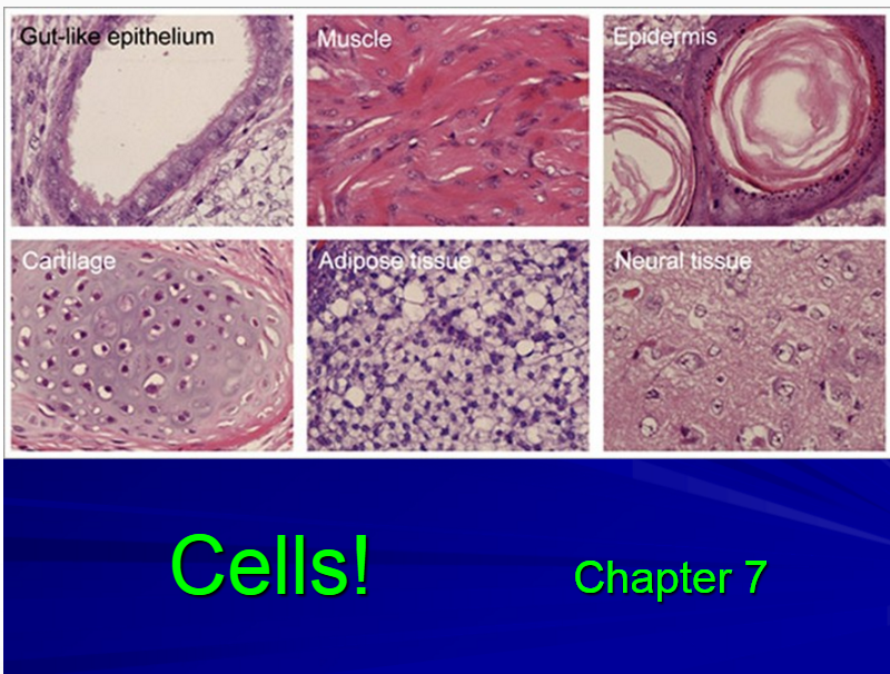 CELL THEORY24: Cells! Chapter 7. What is a cell? A cell is the basic ...