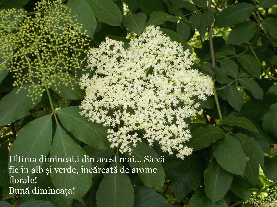 Legendele florilor: Floare de soc in luna mai