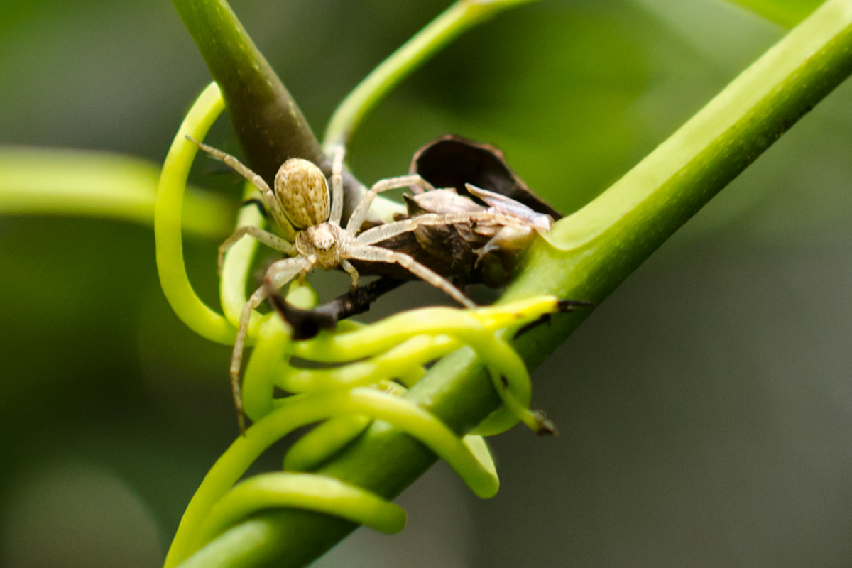 Wanderin' Weeta (With Waterfowl and Weeds): Curves and colours