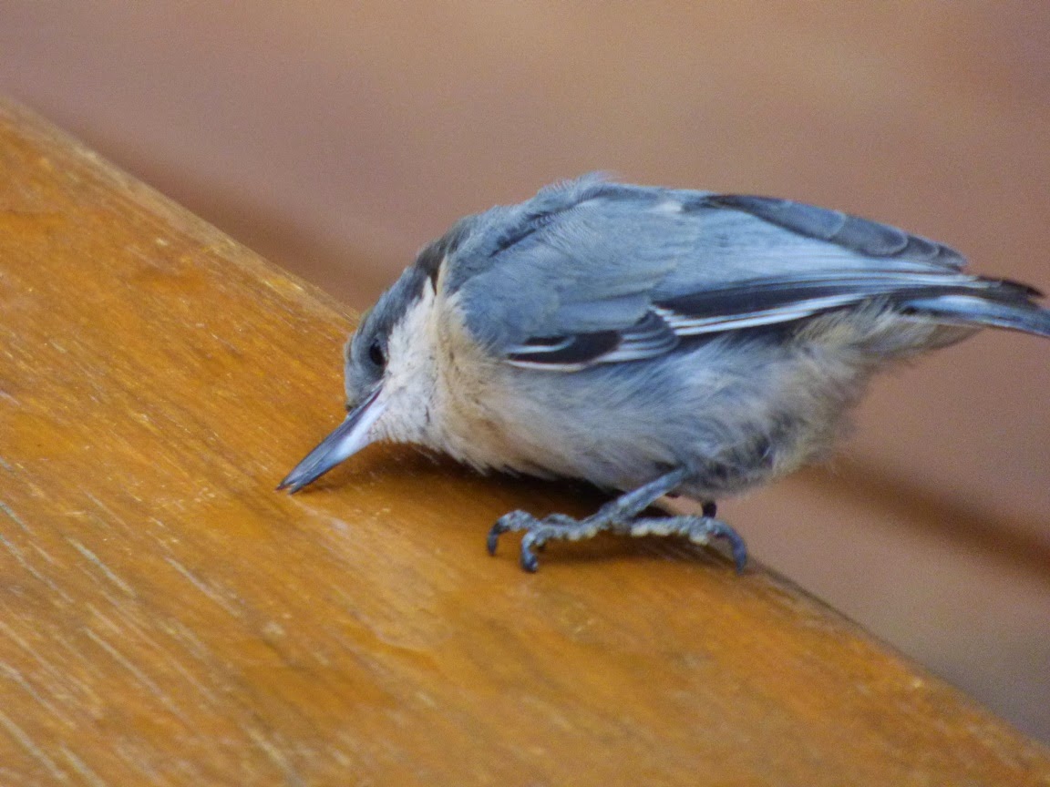Geotripper's California Birds: Bird of the Day: Pygmy Nuthatch in the ...