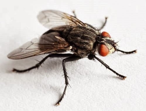 Housefly - Insects World
