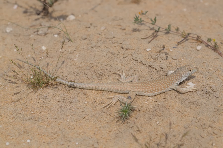 Birds of Saudi Arabia: Schmidt's Fringed-toed Lizard – Sabkhat Al Fasl