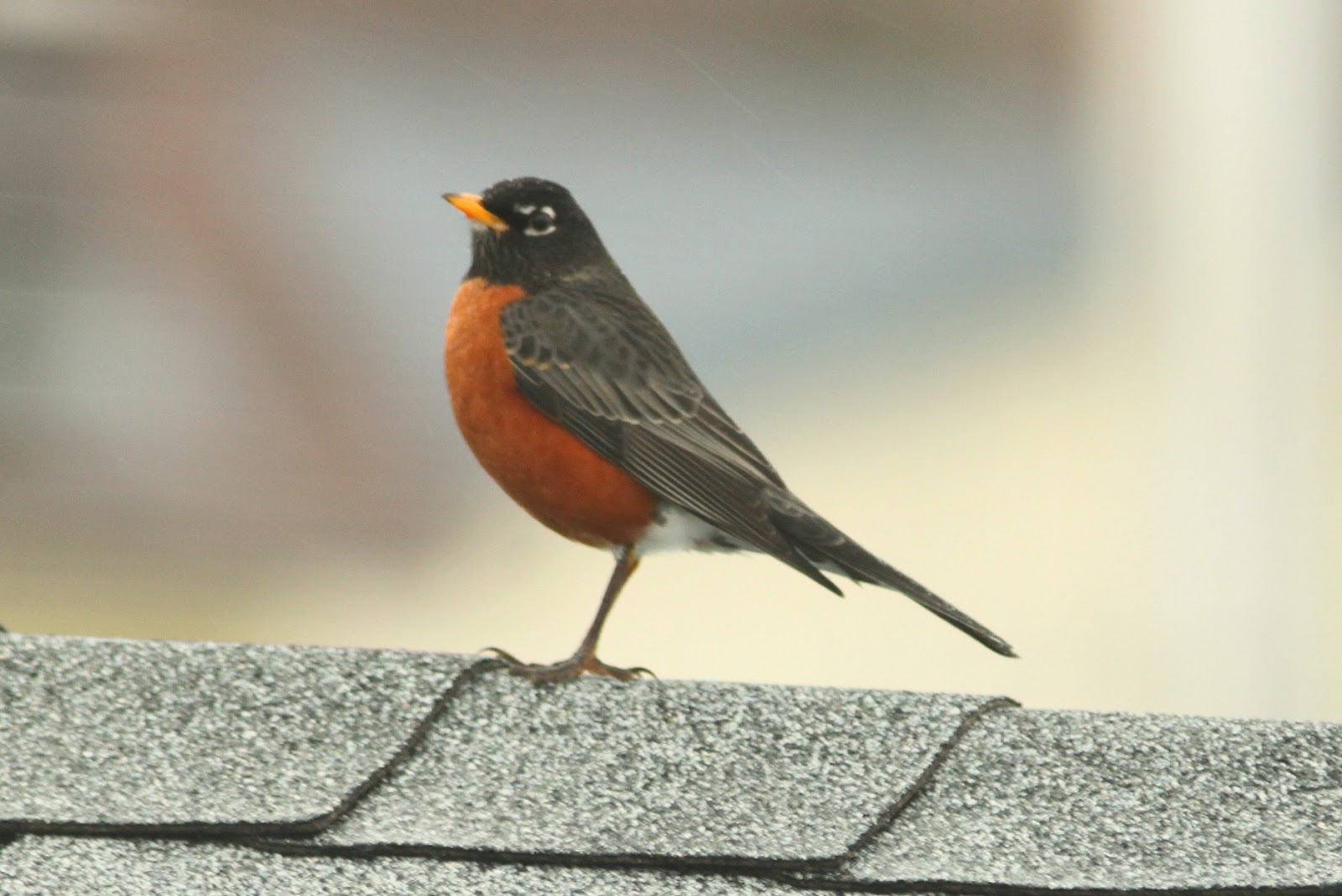 A Fresh Take On Birding: March 2012