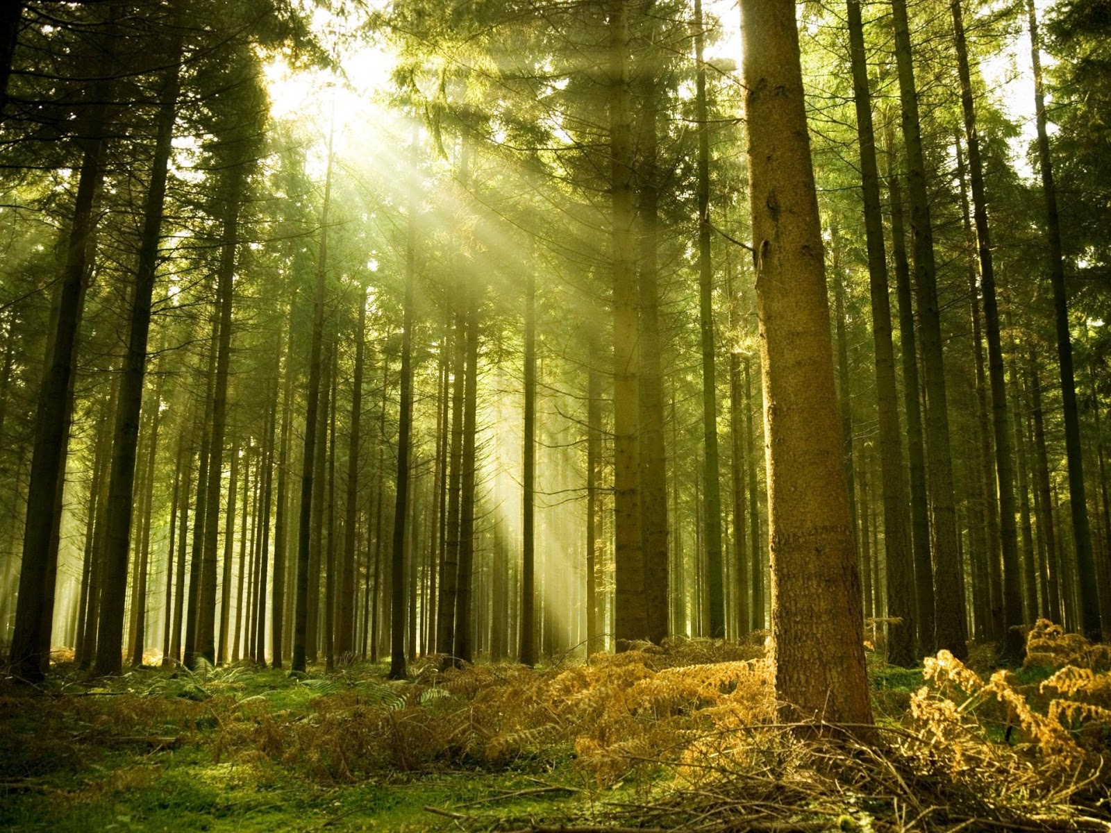 Palo Monte y Mediumnidad: Rayamiento