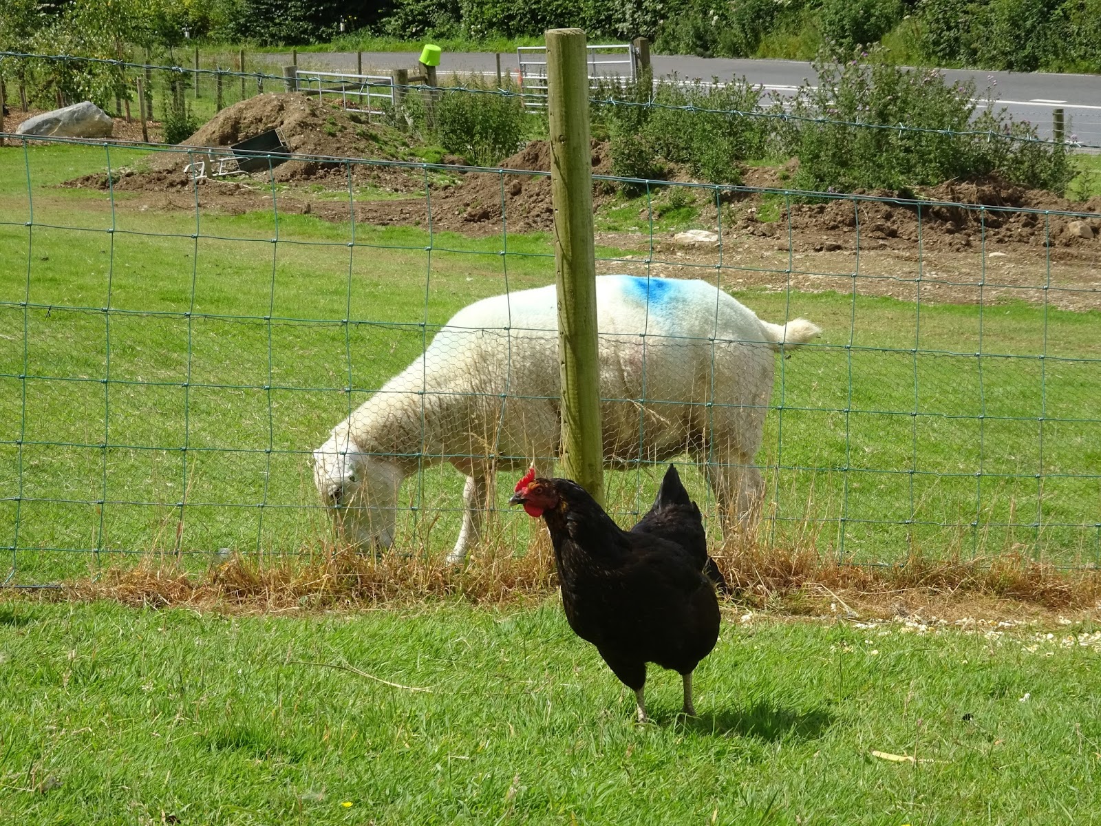 Our New Life in the Country: Chickens and Sheep