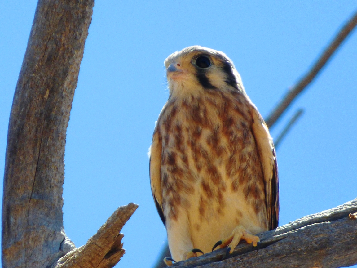 Geotripper's California Birds: Immature American Kestrel at Petrified ...
