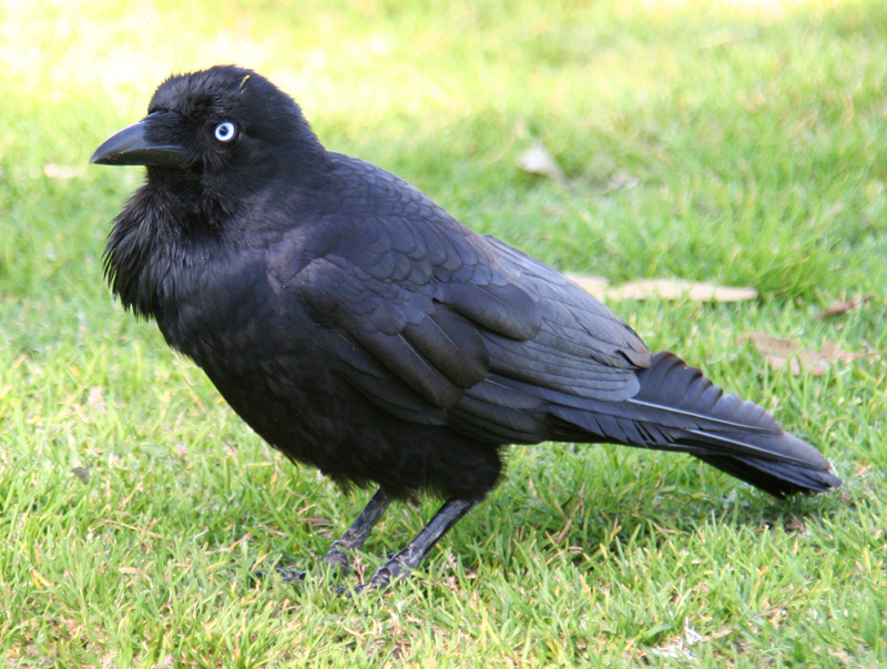 BO629HR: Australian Birds