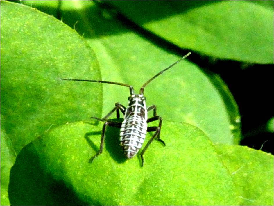 Insects of Scotland: True Bugs