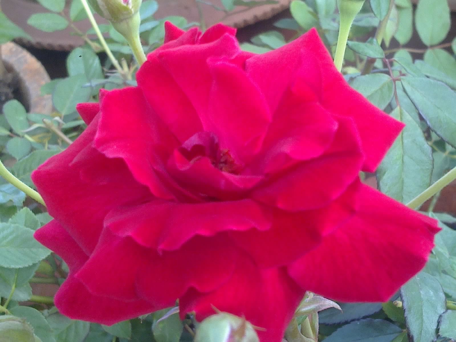 Plants Growing In My Potted Garden.: Growing and Caring for Indian ...