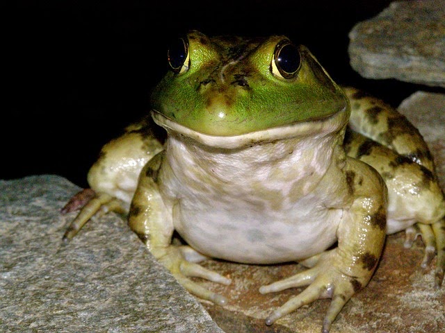 Edible Green Frogs | Lithobates Clamitans - Gerald Camcam