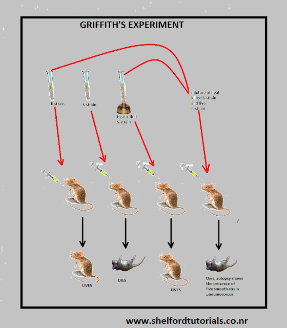 Shelford Tutorials: Griffith and Avery’s experiment for the evidence ...