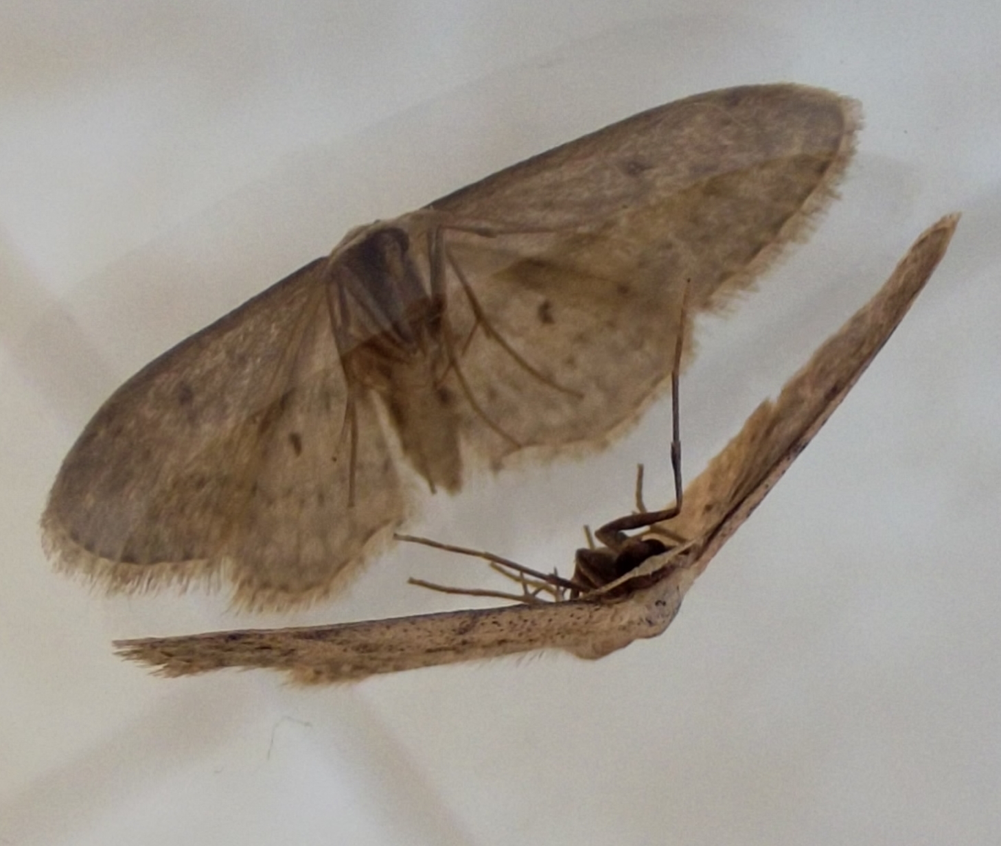 [W:] Insecta & Heterocera