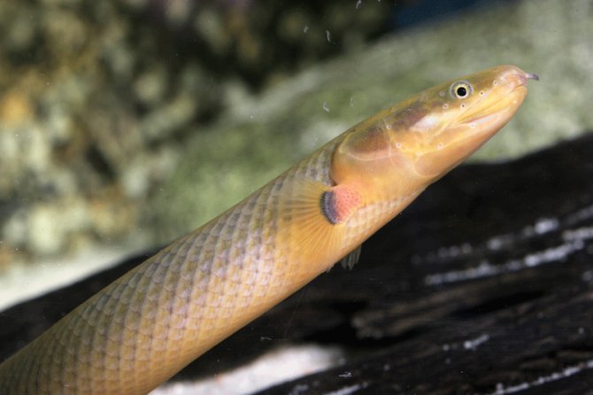 Reedfish | The Life of Animals