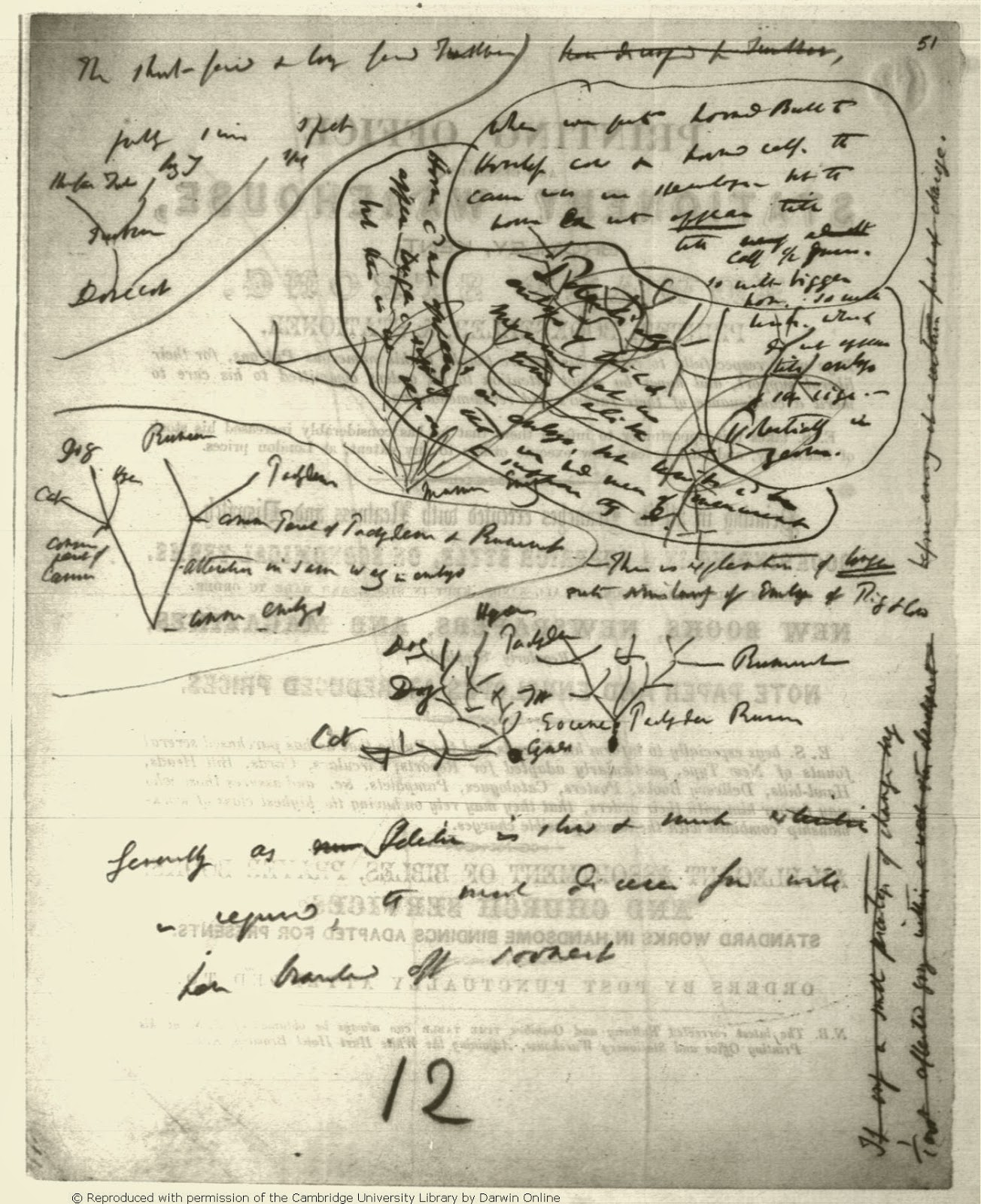 The Genealogical World of Phylogenetic Networks: Charles Darwin's ...