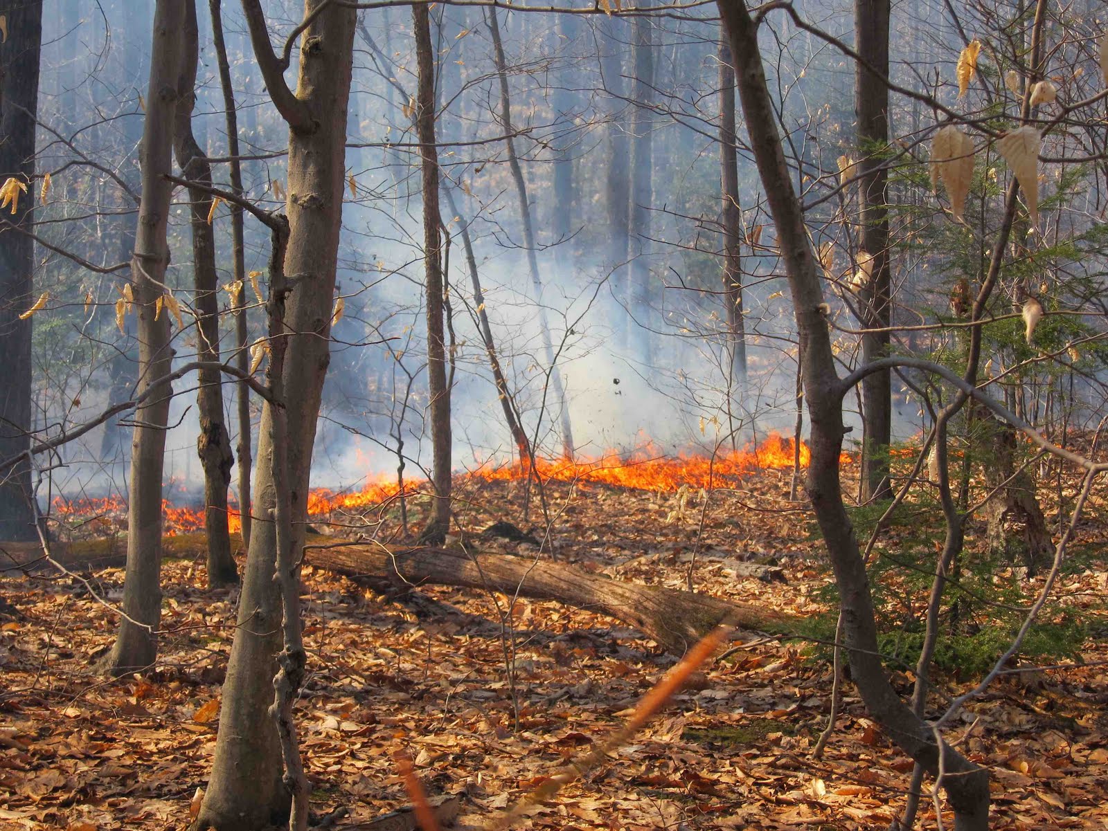 Saratoga woods and waterways: Fire in the Woods! And Other Surprises