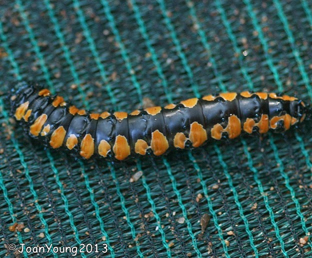 South African Photographs: Pallid Emperor Larvae (Imbrasia forda)