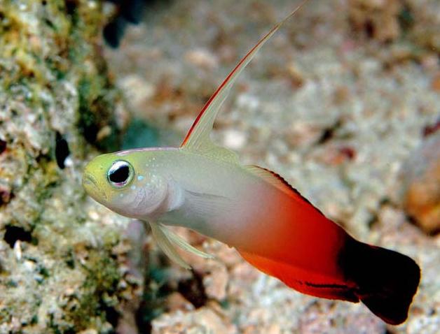 Marine Life: Fire Goby Fish