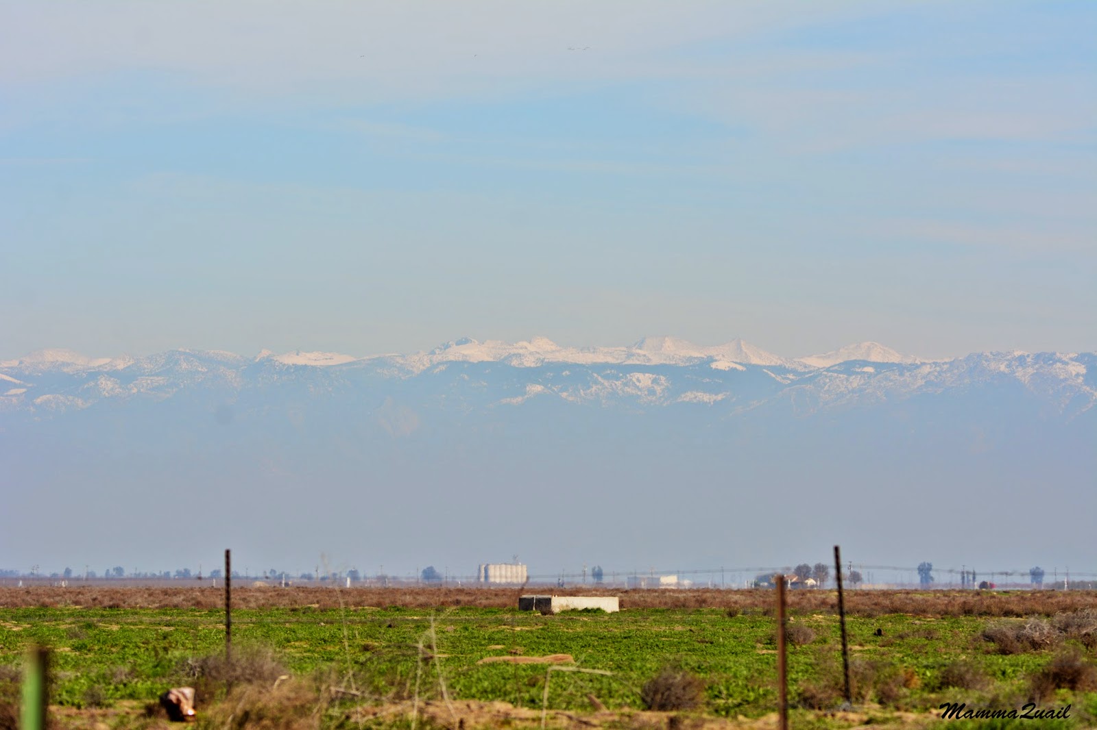 Mamma Quail Hiking California : A Fly-By Rest Stop: Winter Birds at ...