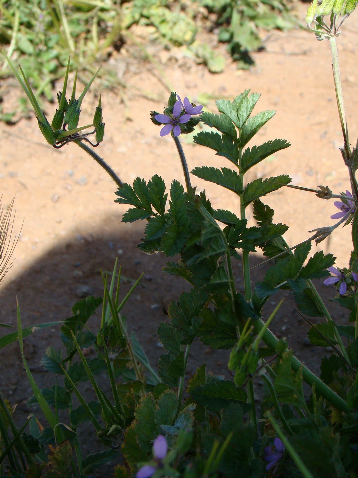 Leaves of Plants: Filaree
