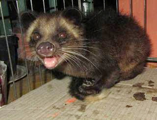 Sifat dan Karakter Musang | Drh. Fira Sovica