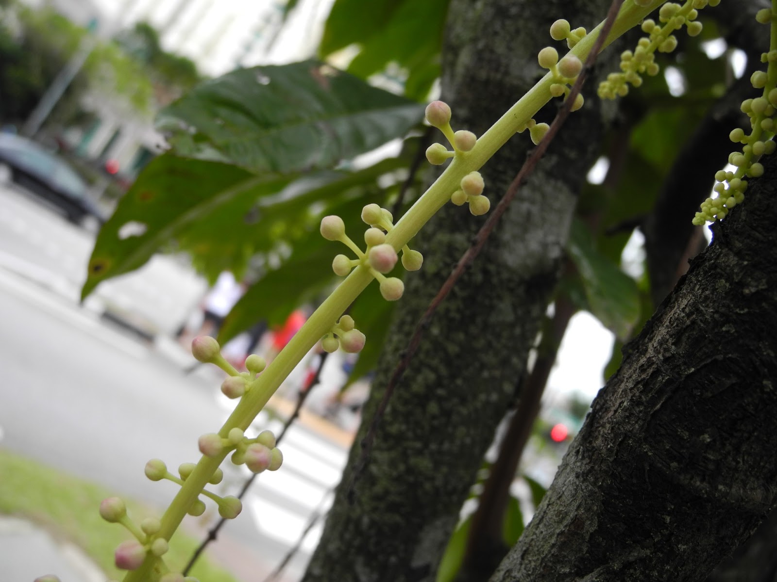 Celsius - 273 - Pulling it closer to me : Johore Tree - Lepisanthes ...