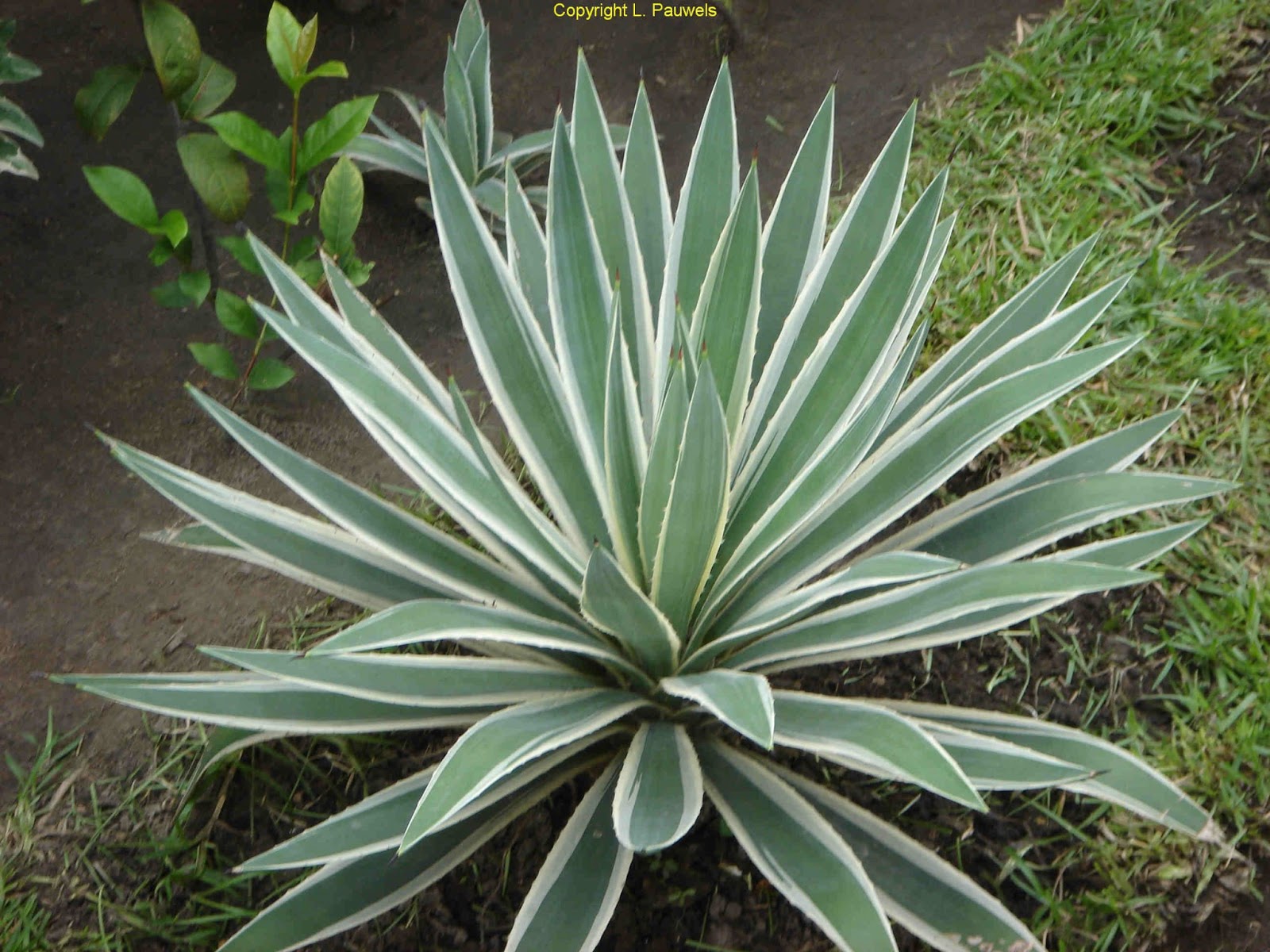 Jual Pohon Agave Murah