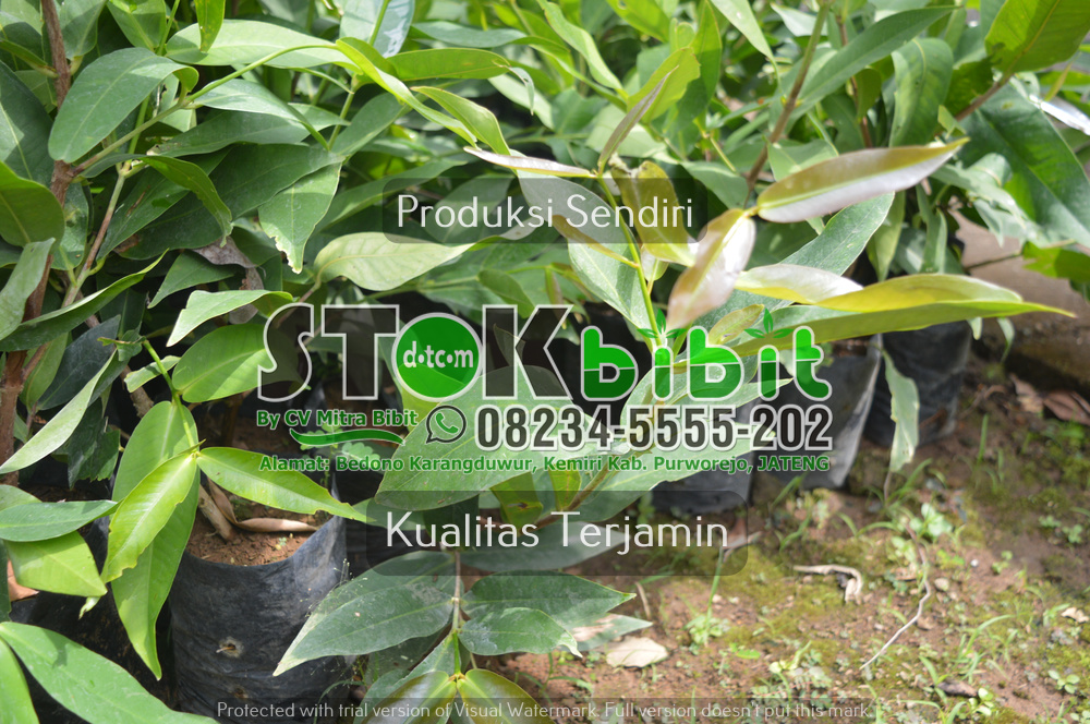 Jamblang tanaman jamblang putih - bibit mangga agrimania