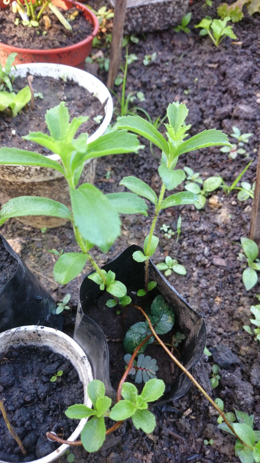 HERBA DALAM NILAI PERUBATAN DI KEBUN BELAKANG RUMAH (KBR) - Rangkuman ...