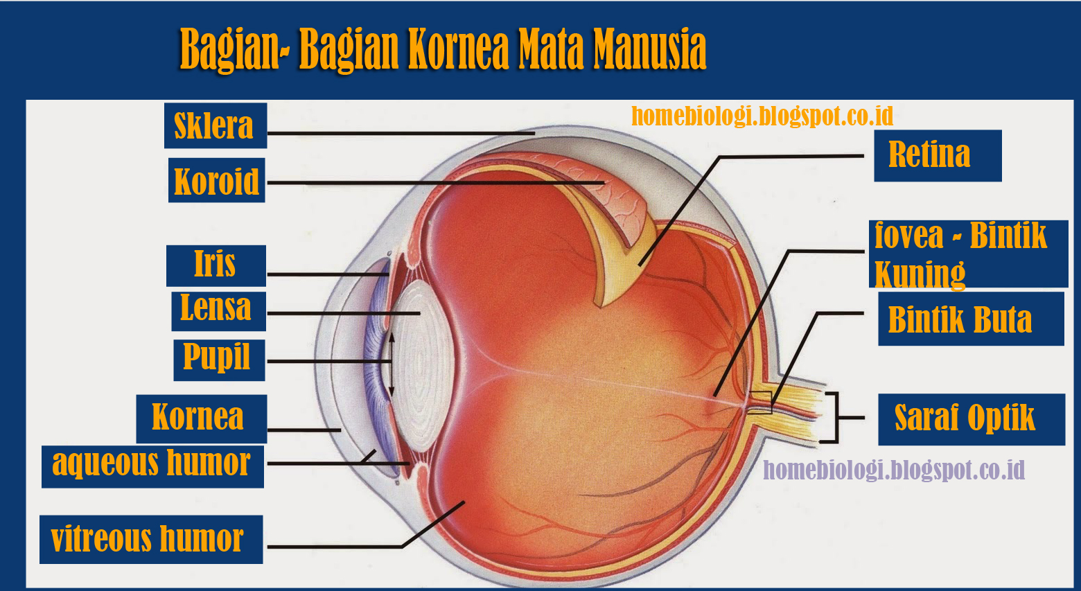 Semua Alat Indra Pada Manusi, Pengertian, Fungsi dan Keterangan Serta ...