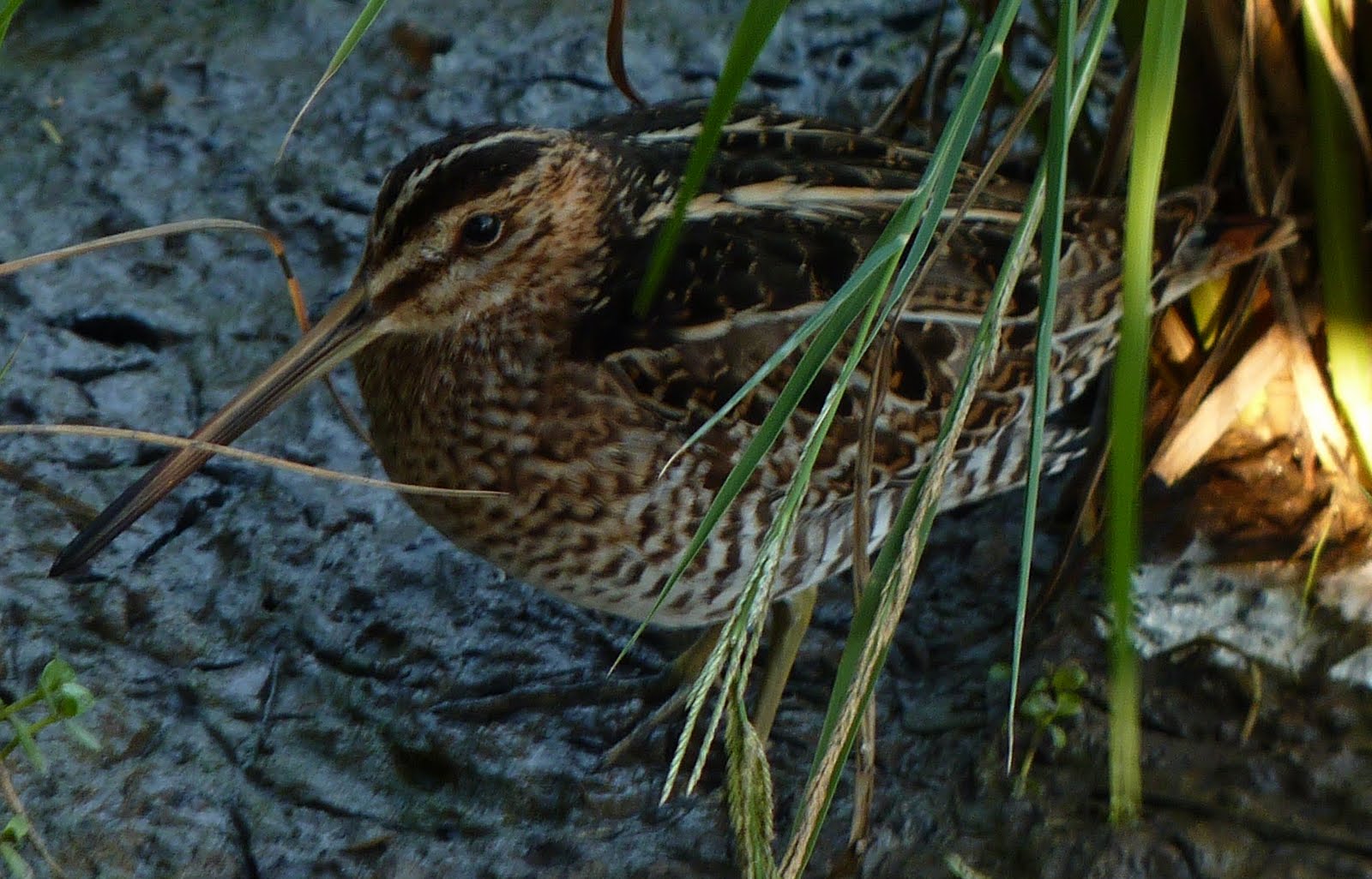 beginning to bird: Texas lifers -- quickie post