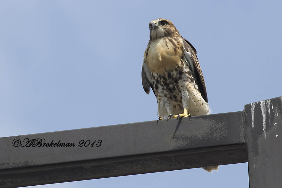 Red-Tailed Hawk Nest 2009-2017: Red-tailed Hawk juvenile crying for ...