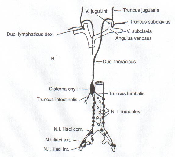 Truncus subclavius || Med-koM