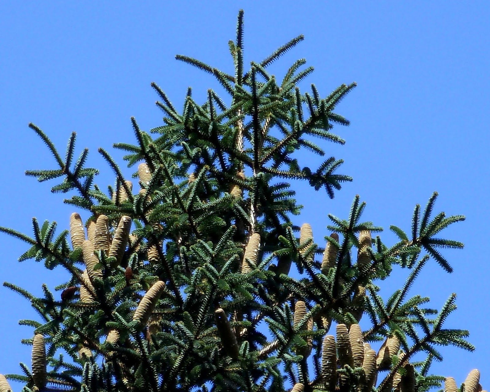 Árboles con alma: Pinsapo. Pinsap. (Abies pinsapo)