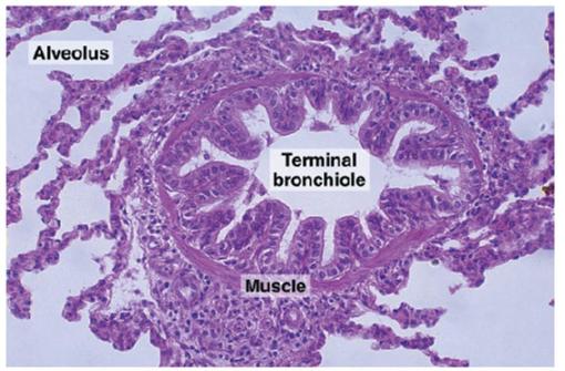 Adillafitra Evand's Blog: Gambaran Histologi Sistem Respirasi