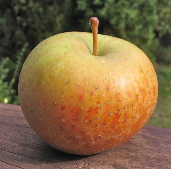 Nonpareil - Adam's Apples