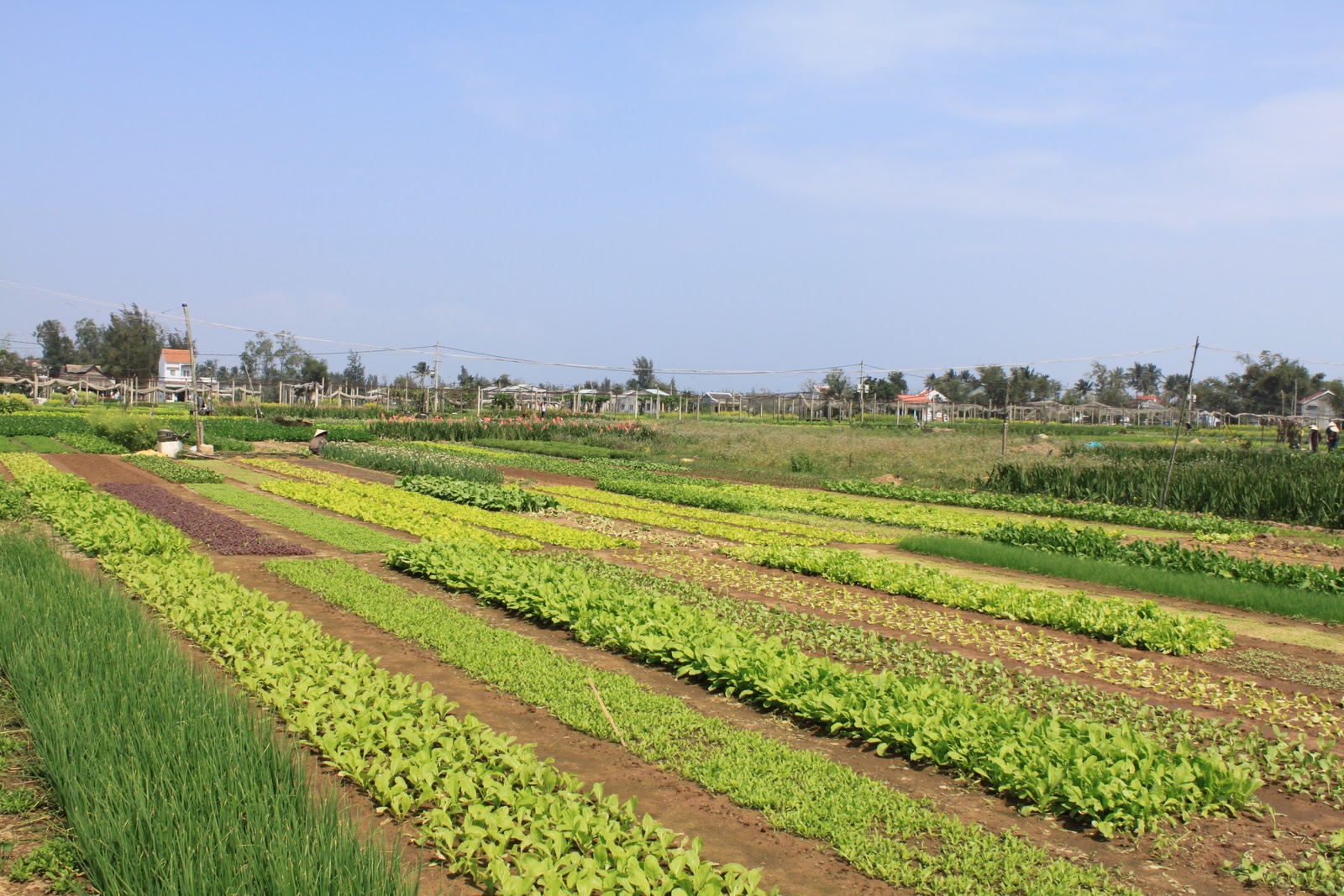 Kate McVaugh's Rambles: Tra Que Vegetable Village