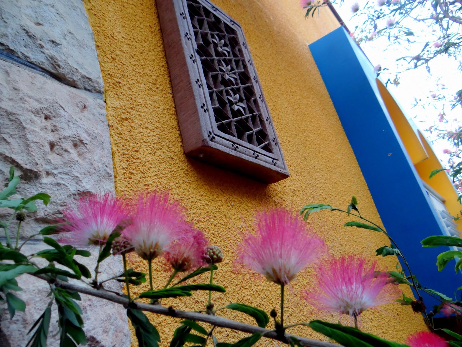 PazzaPazza: NEMUNOKI - THE SLEEPING TREE