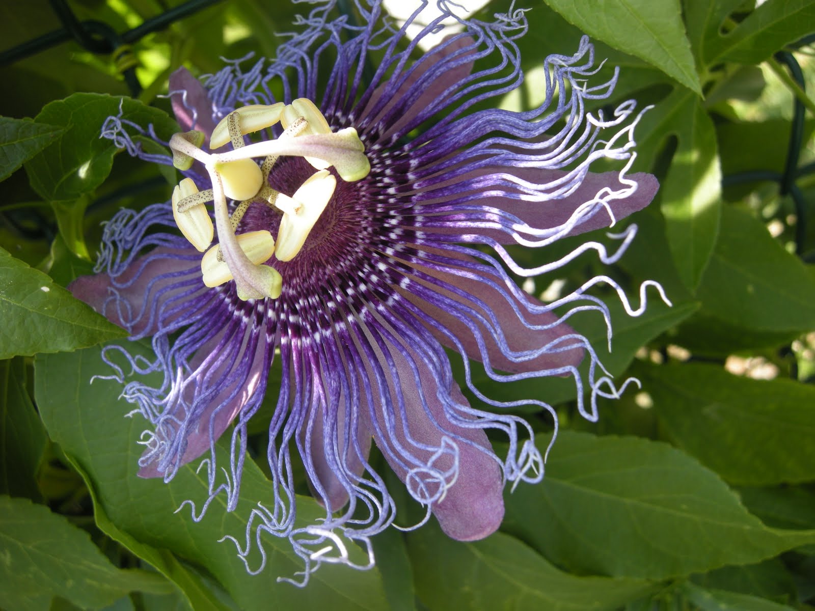 Kitchens Are Monkey Business: Rosie's Flowers.