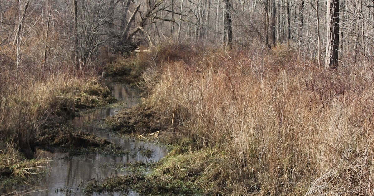 The Little Ditch That Could and Did! | Wayne County Life