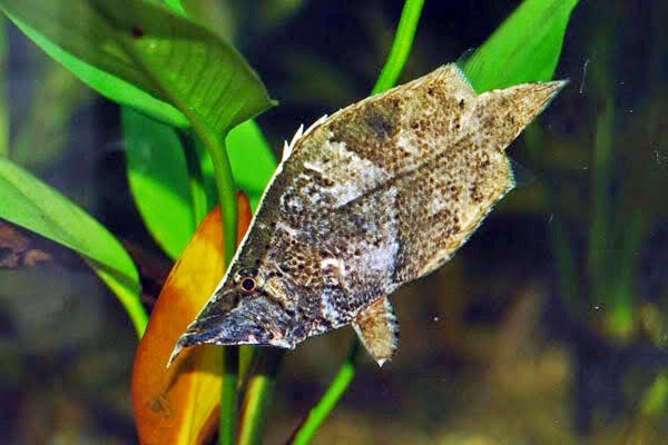 Ikan Daun - Dunia Akuarium