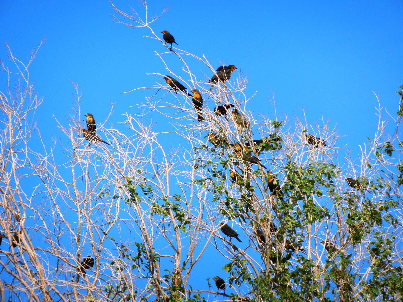 Me and My Dog ...and My RV: Favorite bird photos from the first 200K ...