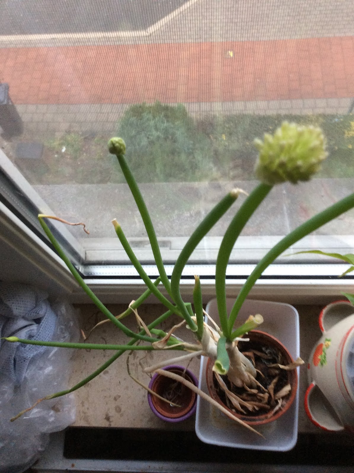 BISAYAPHILIPPINES: Plant your own onion leaves (sibuyas dahon)