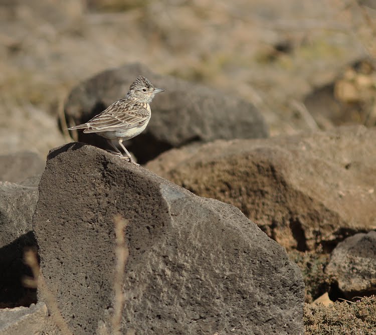 Birding the edge: Cabo Verde 2 - Raso Larks