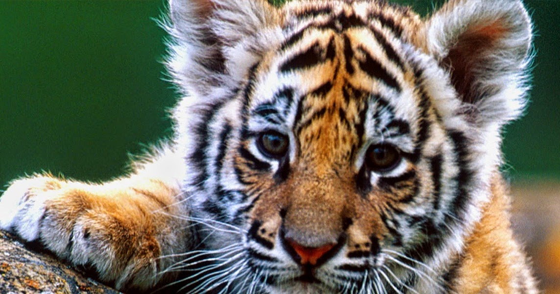 ANIMALE: Tigrii sunt considerate uneori periculoase