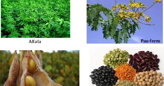 Leguminosas | Classificação, Alimentos e Utilidades das Leguminosas ...